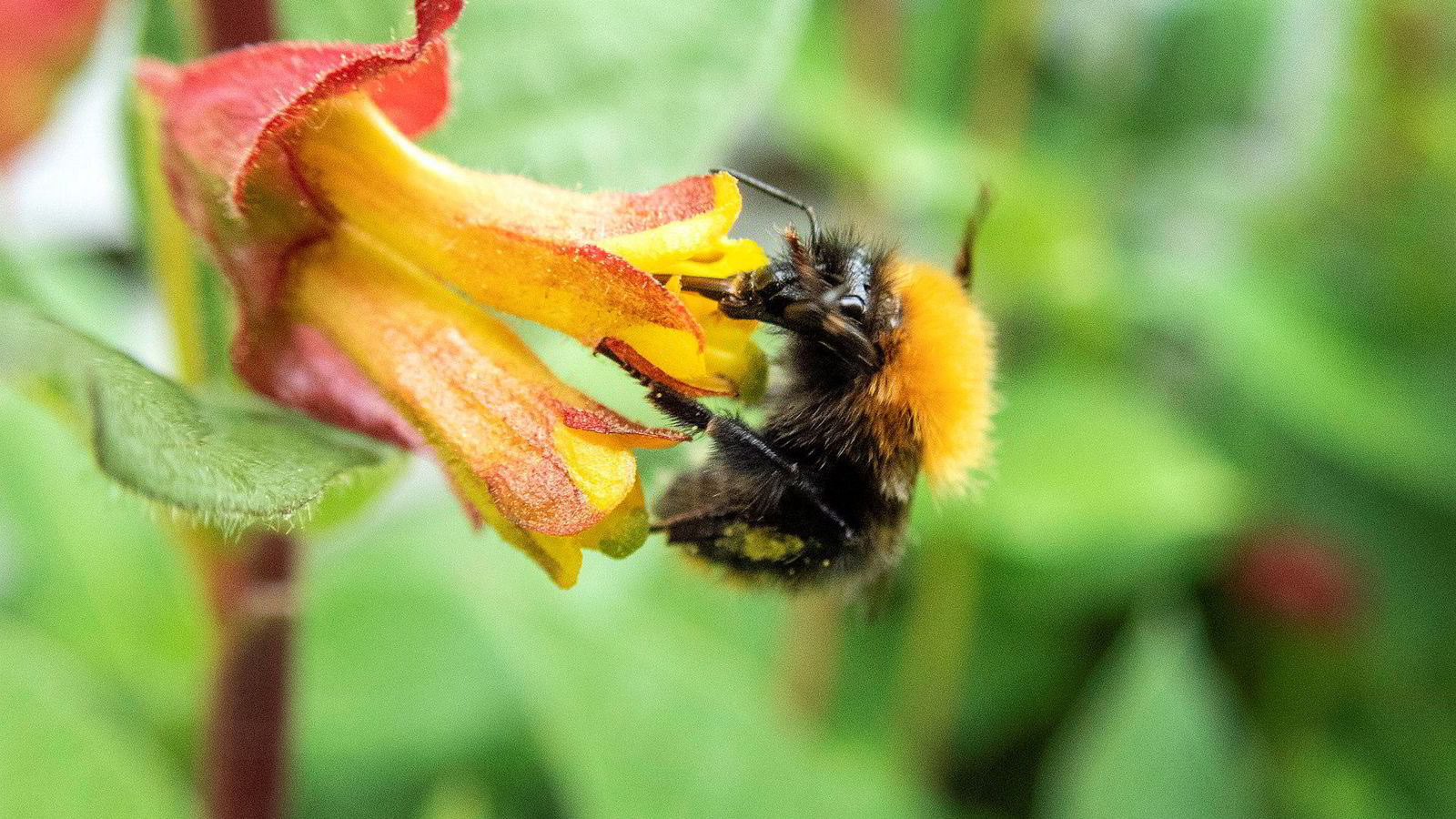 Konsekvensene blir høyst sannsynlig dramatiske hvis en stor del av ...
