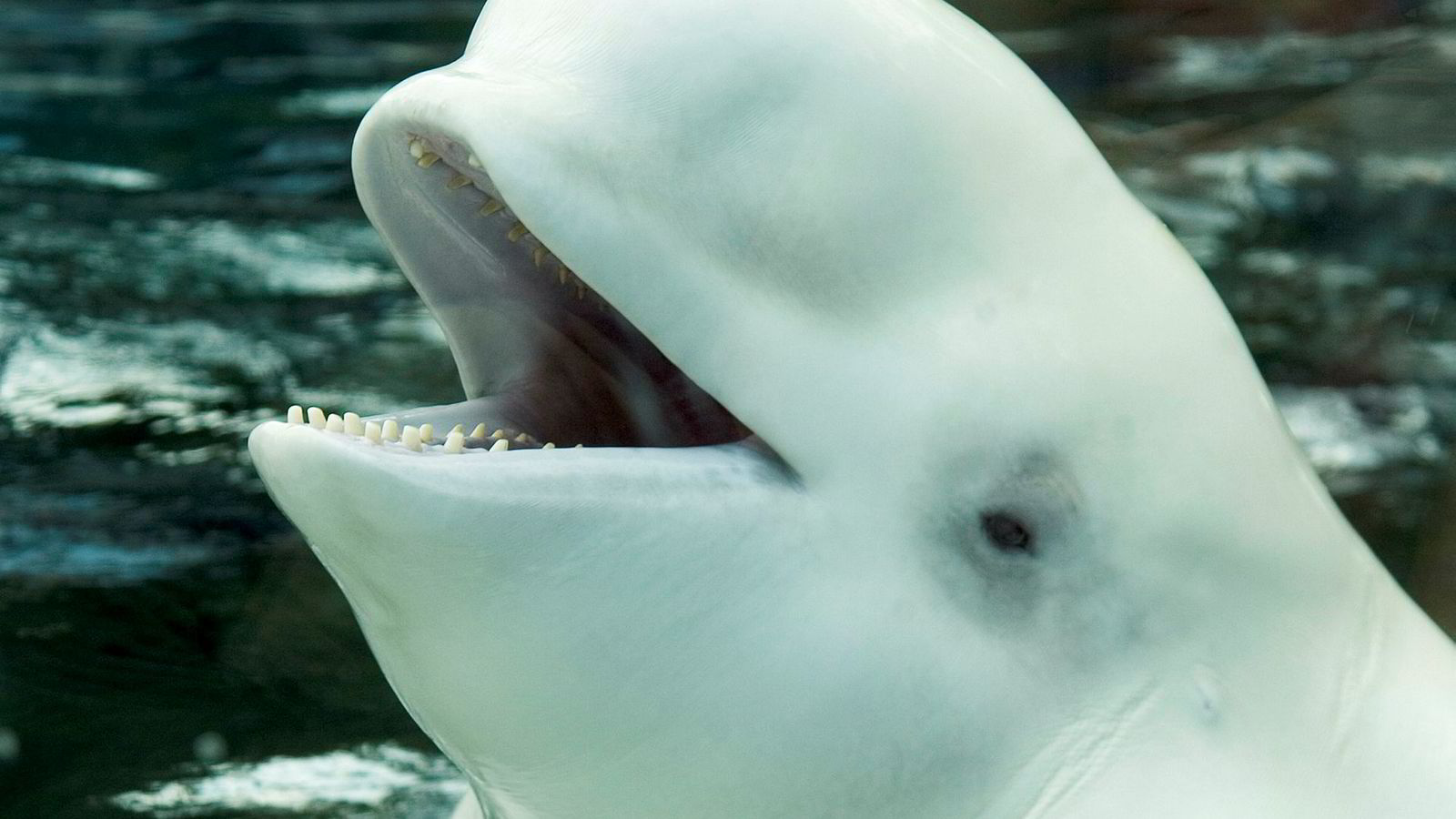 Canada forbyr å fange og avle hvaler og delfiner | DN