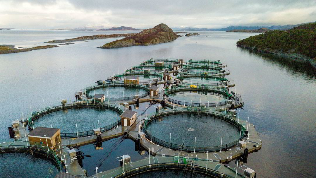Lukkede merder åpner for lønnsom lusefri laks (+) | DN