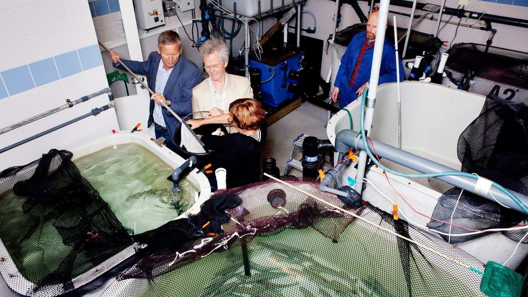 Slipper «Sally» fri (+) | DN