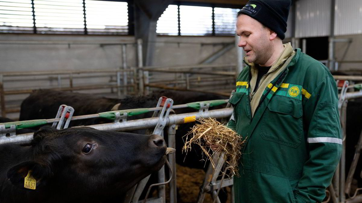 Fra forvalter i London til kjøttbonde på Jæren (+) | DN
