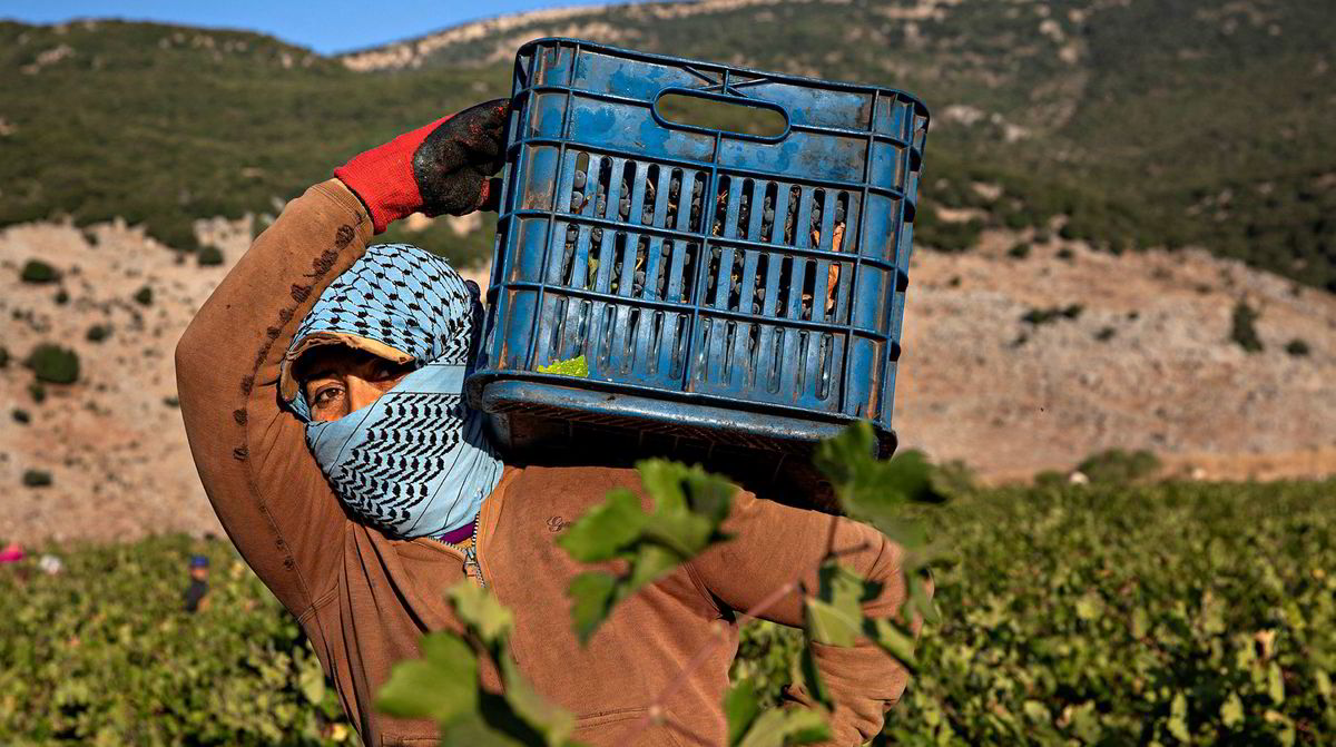 Verdens farligste vinmark: Dette er de beste vinene fra Libanon på ...